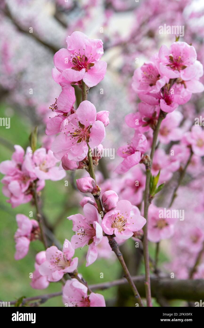 Peach tree at greenhouse hi-res stock photography and images - Alamy