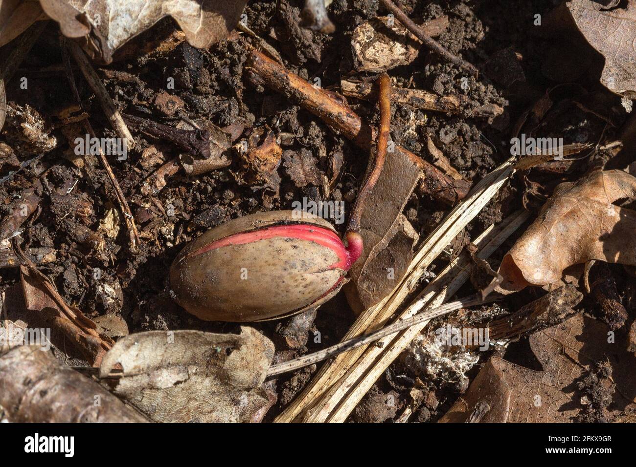Oak tree germinating hi-res stock photography and images - Alamy