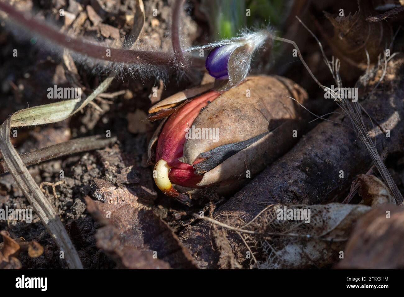 Oak, Germinating Acorns In Spring Stock Photo - Alamy