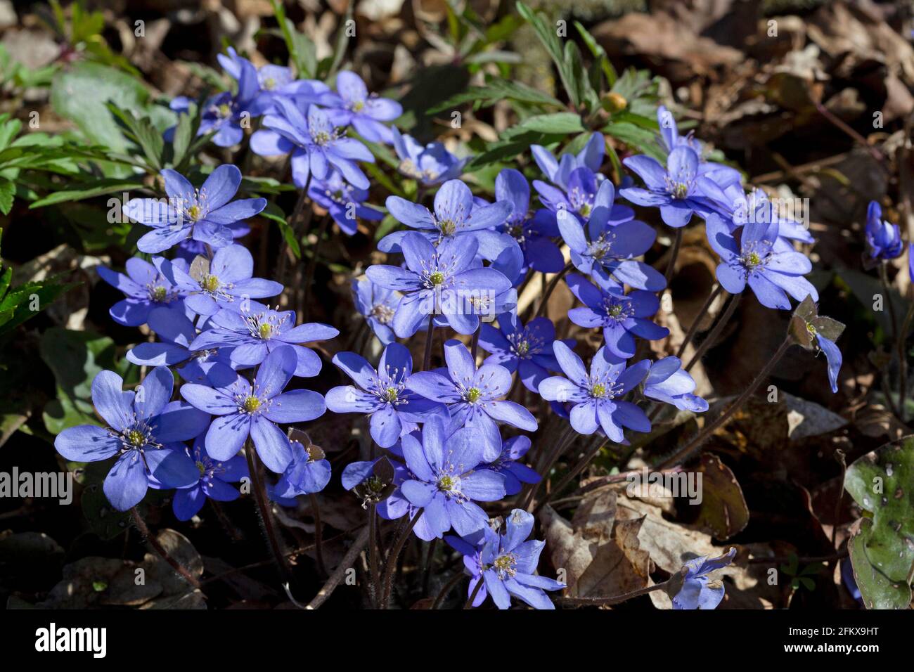 Hepatica, Hepatica Nobilis Stock Photo - Alamy