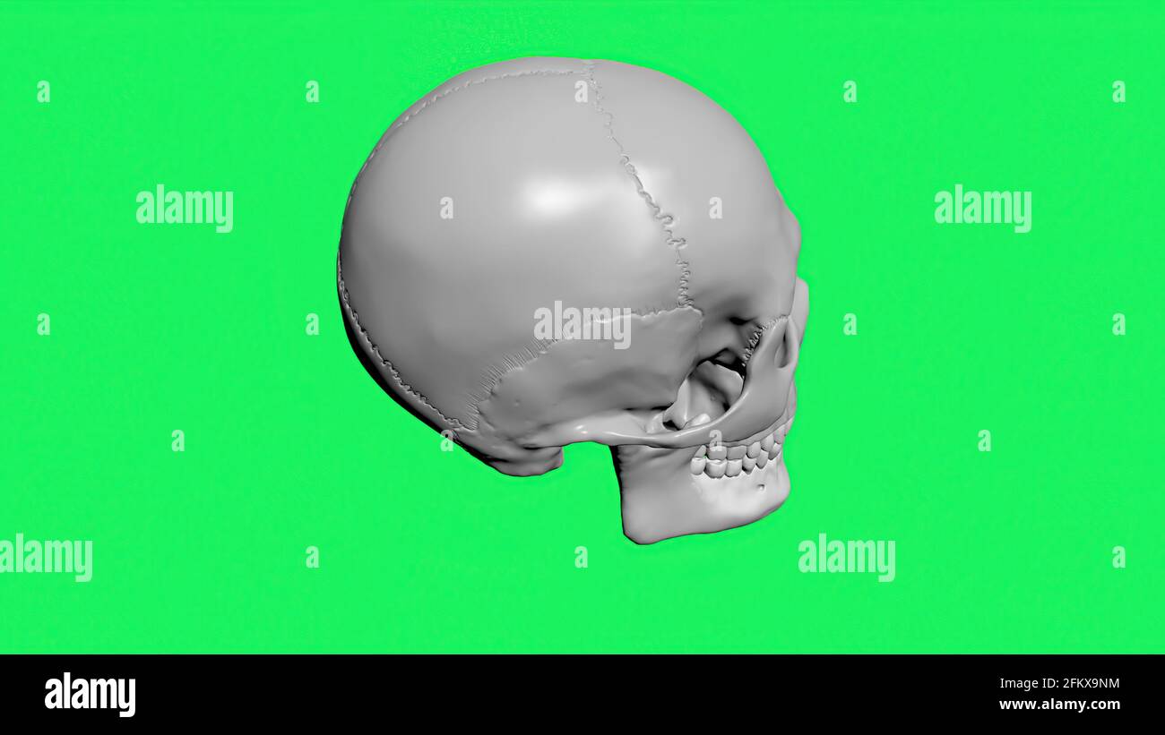 3D illustration - A model of human skull isolated on green screen Stock ...