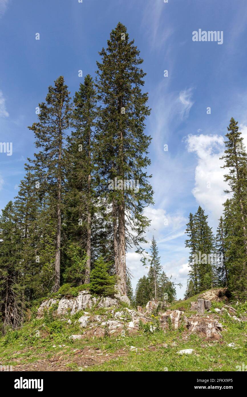 Conifers, Coniferous Forest Stock Photo - Alamy