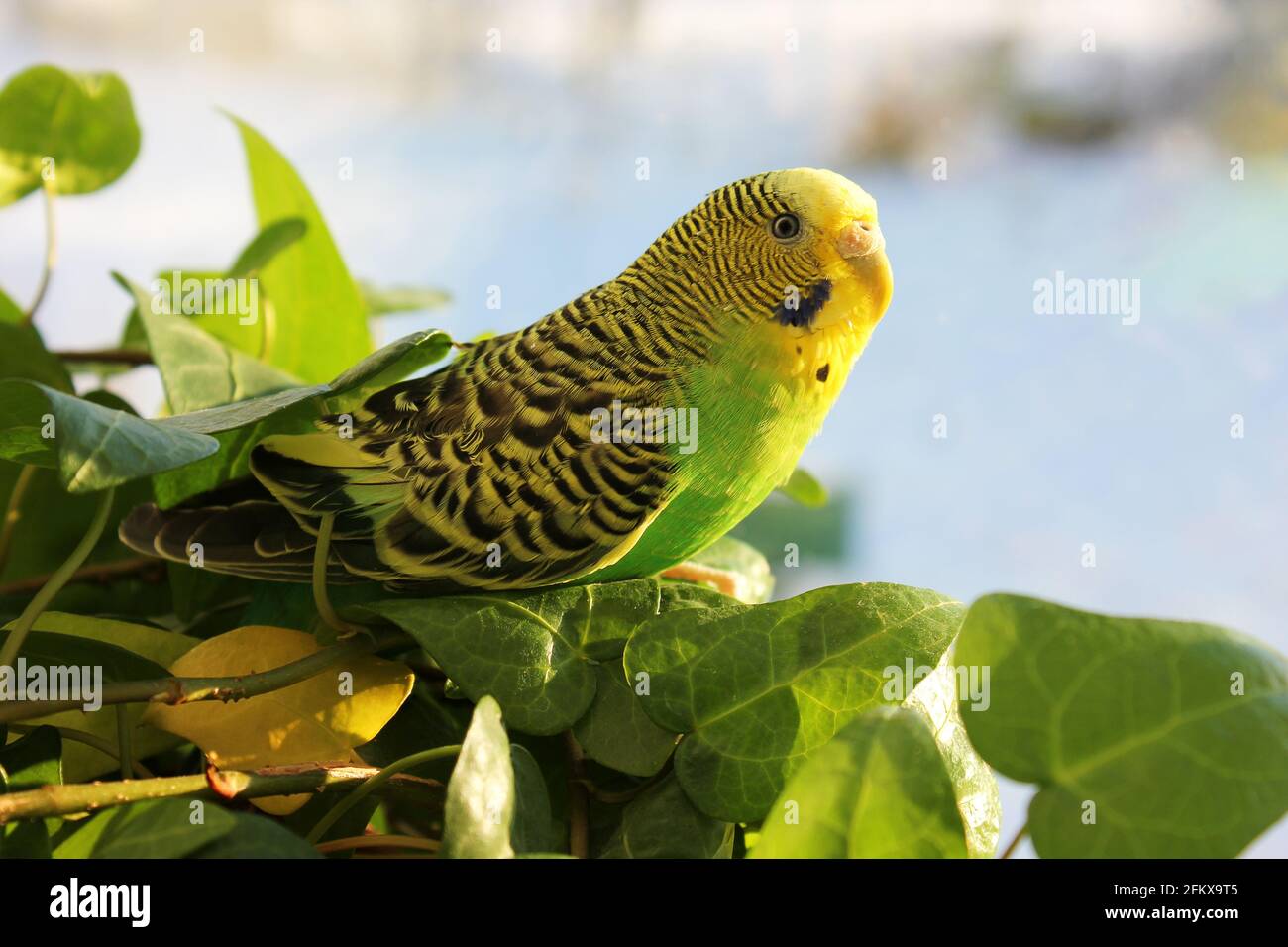 Beautiful wavy parrot close up. Green budgerigar Stock Photo - Alamy