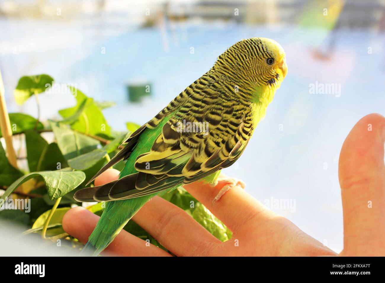 Beautiful wavy parrot close up. Green budgerigar Stock Photo - Alamy