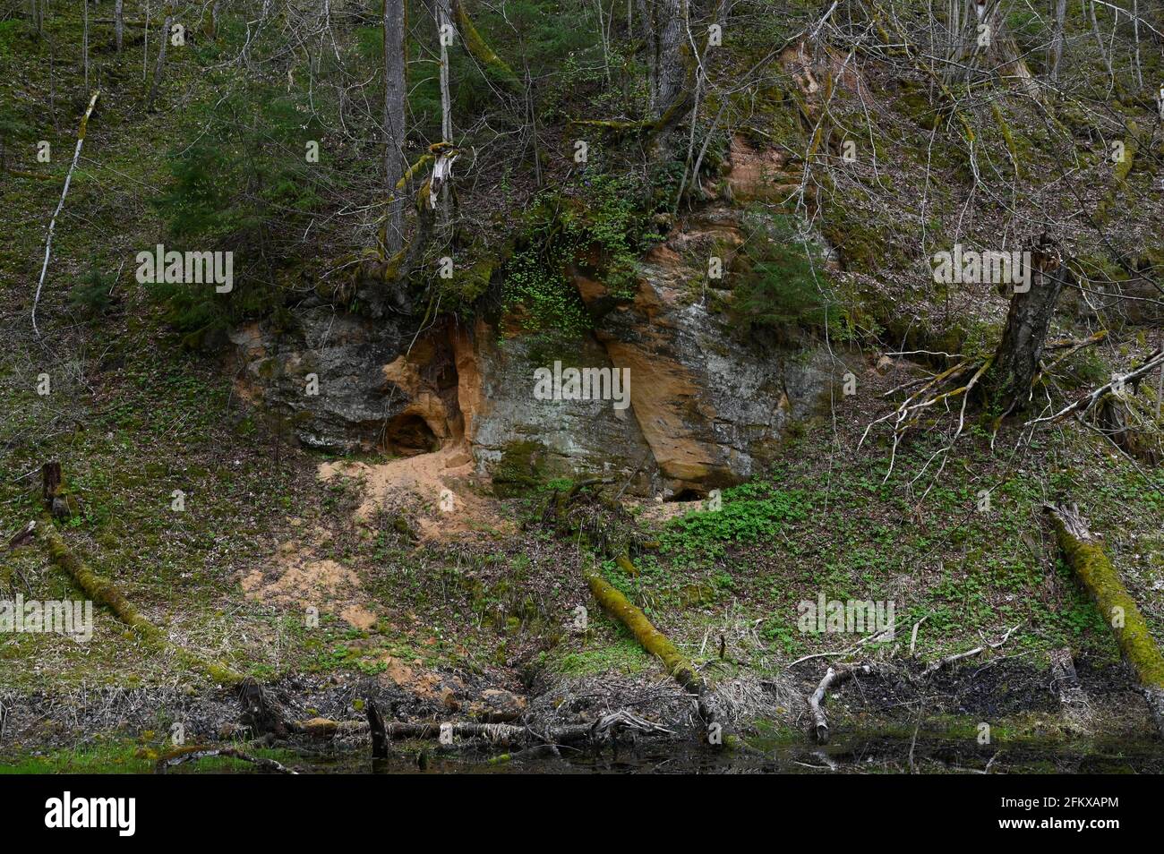 A small rock outcrop on a forest slope Stock Photo - Alamy