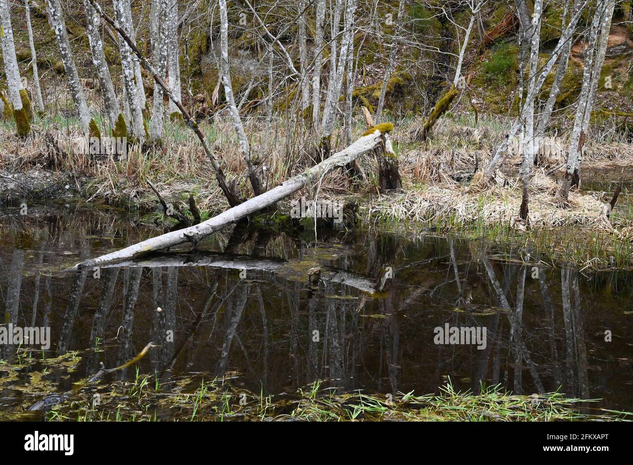 Fallen trees rock wall hi-res stock photography and images - Alamy