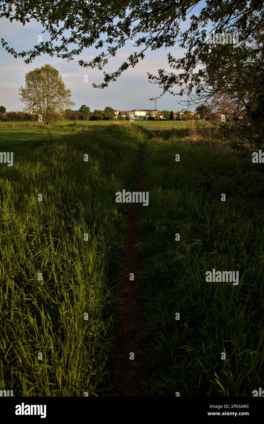 Narrow path under a tree in the italian countryside Stock Photo - Alamy