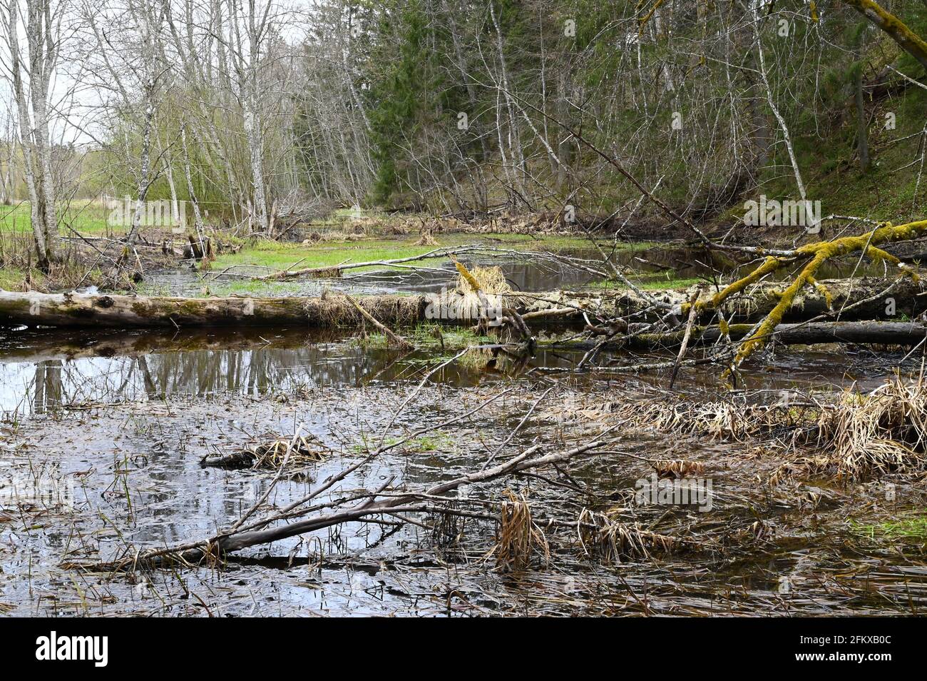 A swamp in the forest with fallen trees covered with moss in the river ...