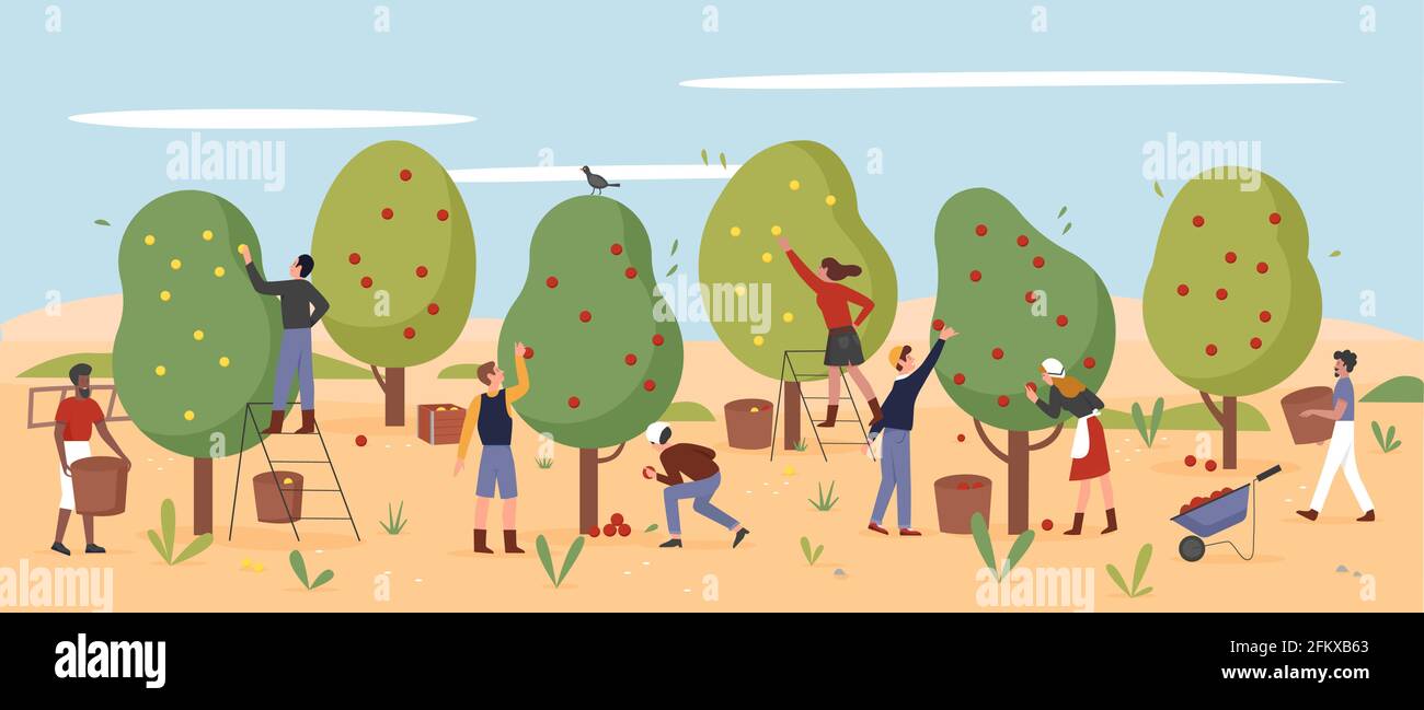 People work, farmers pick apples in autumn farm garden, agriculture ...