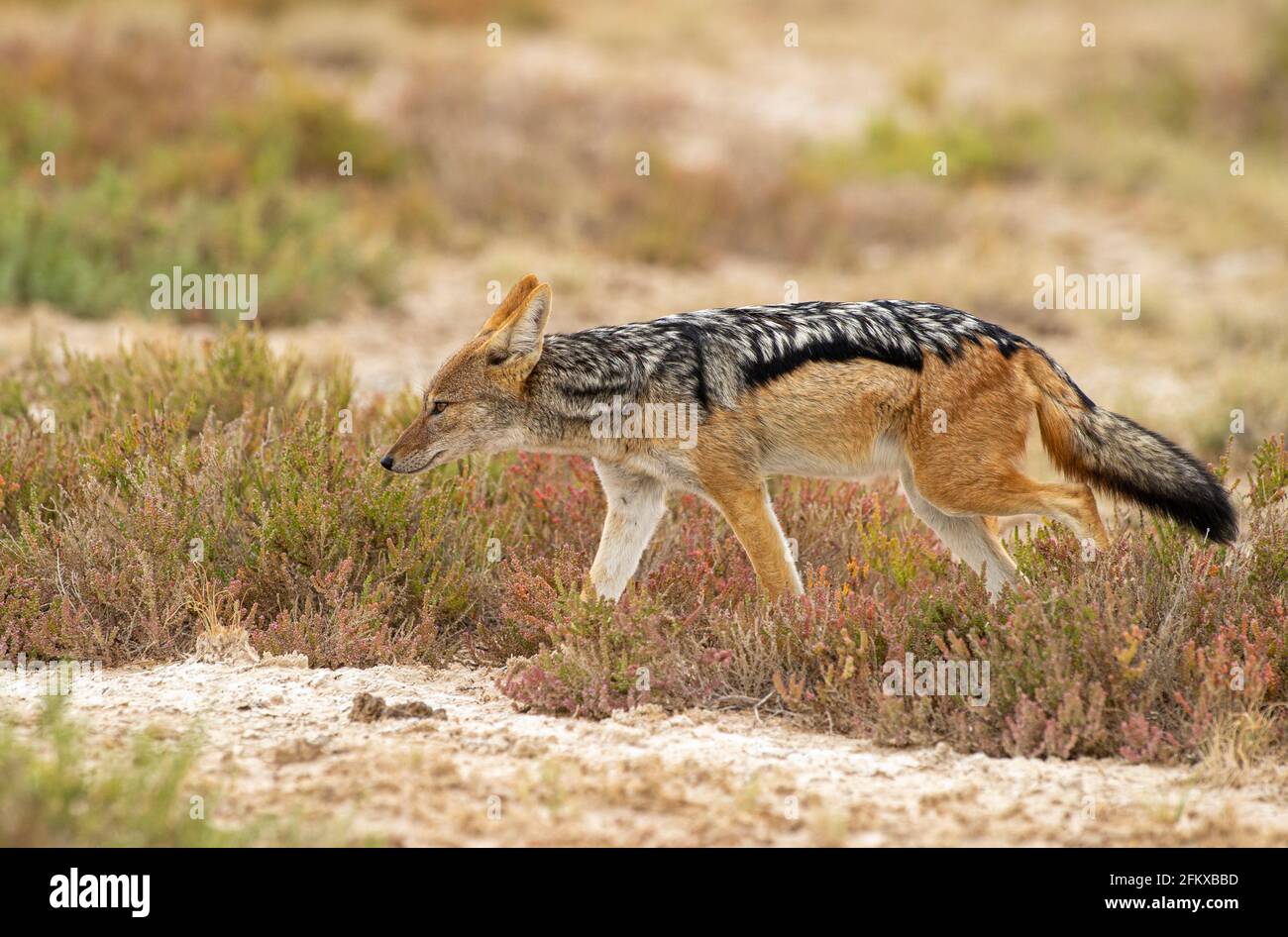 This Jackal shows an interest in one of the baby springboks. ETOSHA ...