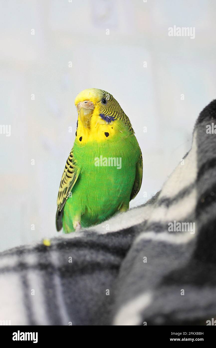 Beautiful wavy parrot close up. Green budgerigar Stock Photo - Alamy