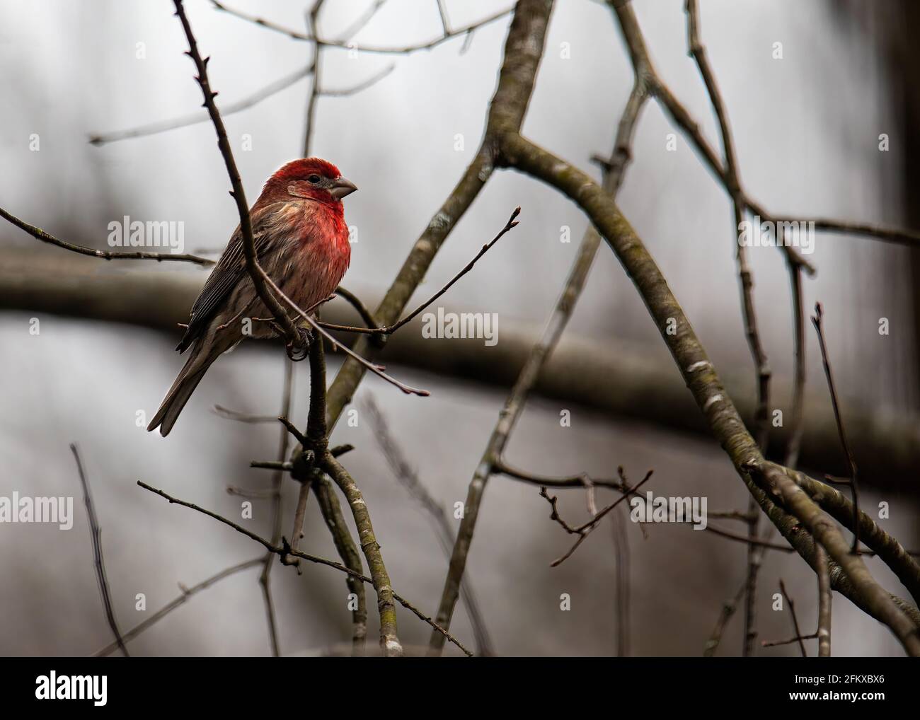 A mature male house finch with bright red feathers perches on a small ...