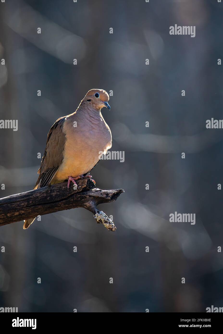 A mourning dove perching on the end of an apple tree limb is outlined ...