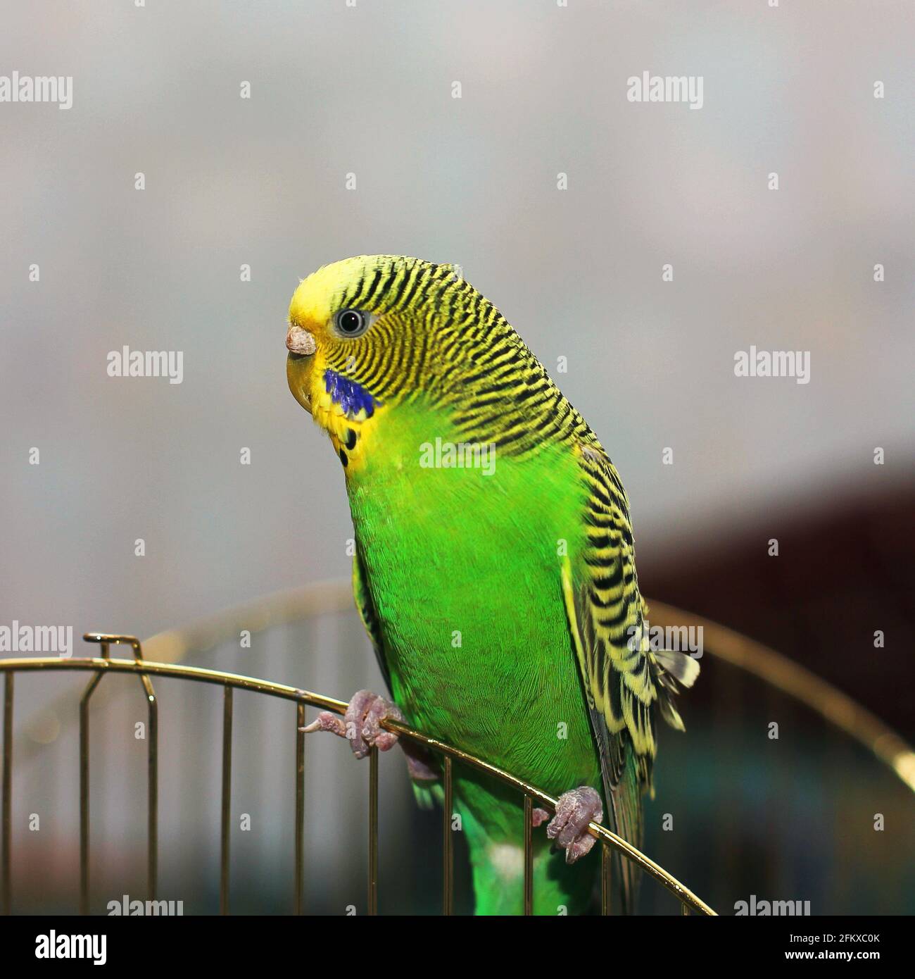 Wavy yellow parrot on bright hi-res stock photography and images - Alamy