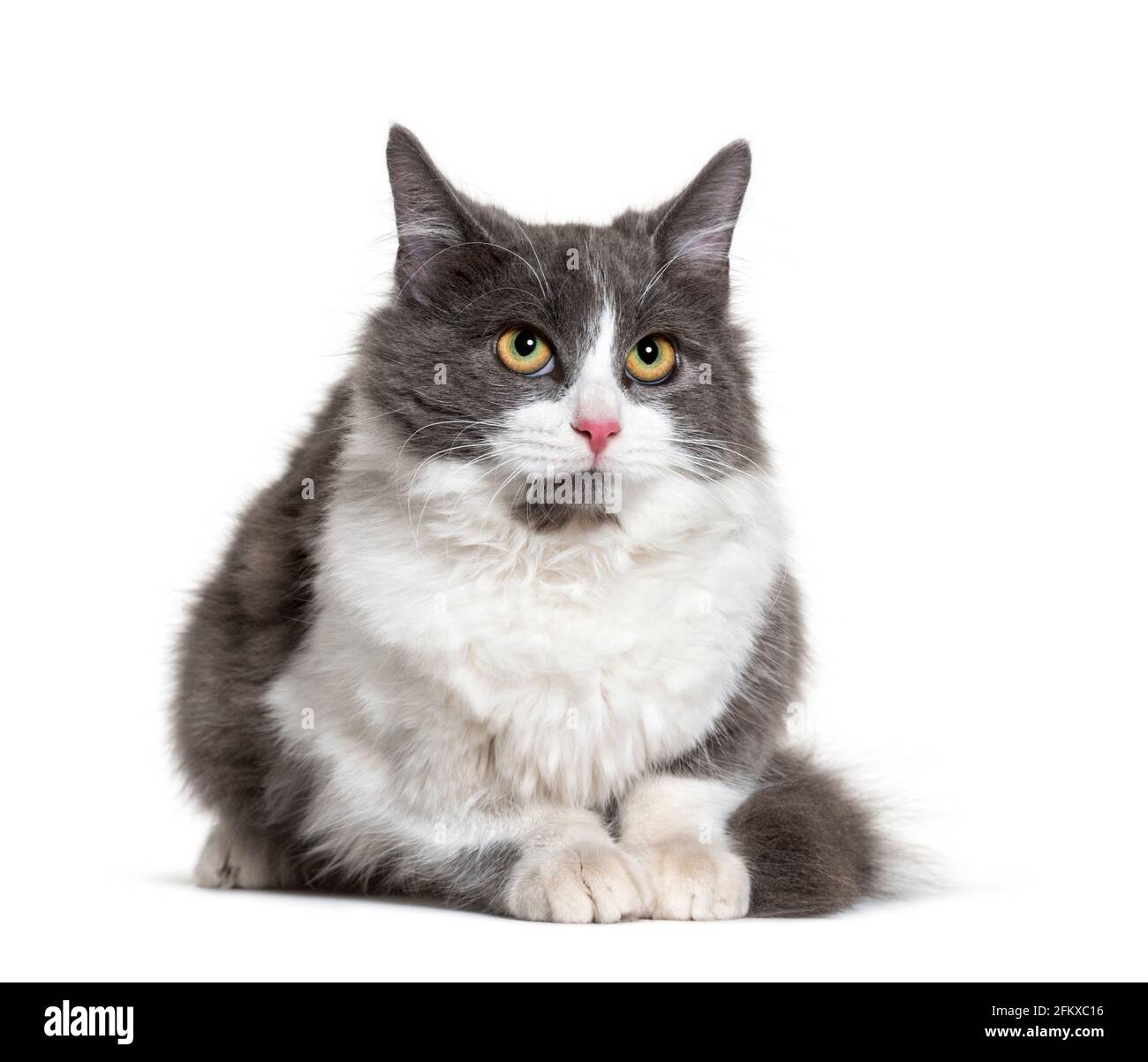 Sitting young Crossbreed cat white and grey Stock Photo - Alamy