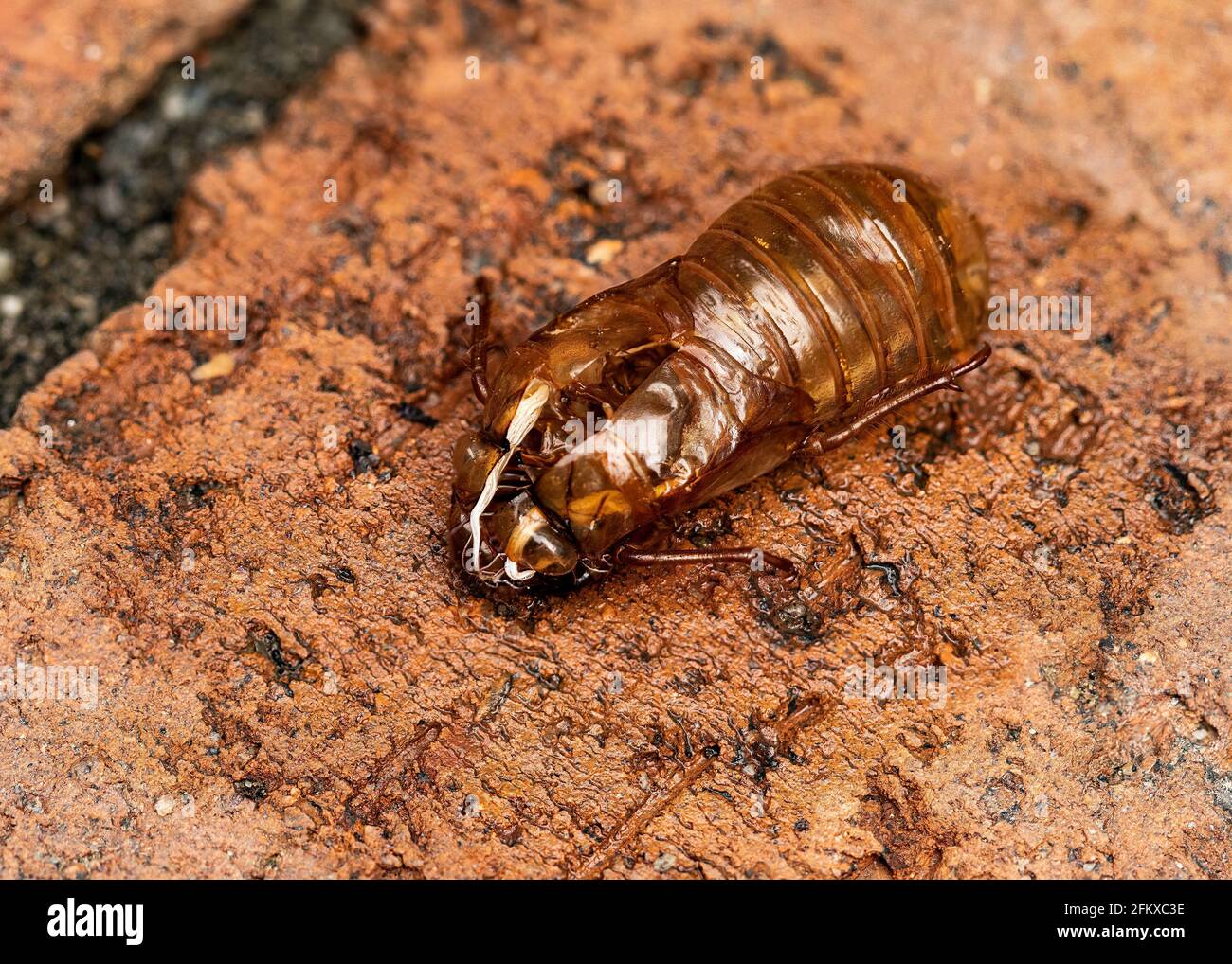 Empty exoskeleton hi-res stock photography and images - Alamy