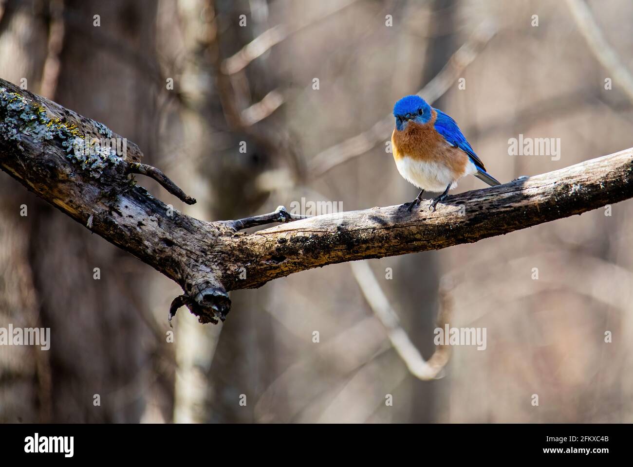 Eastern bluebird with vivid blue feathers perches on an old apple tree ...