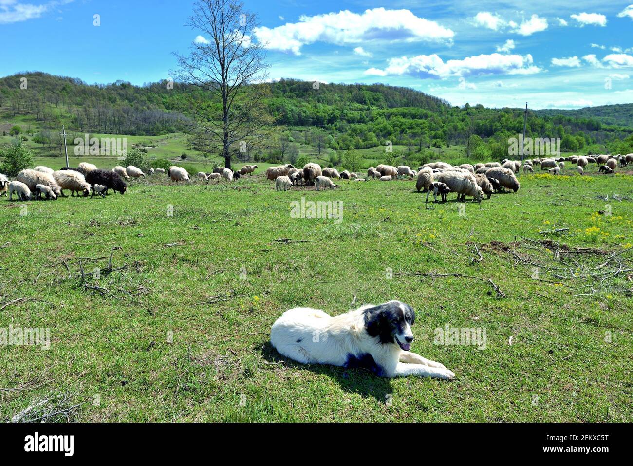 Sheep shephard hi-res stock photography and images - Alamy