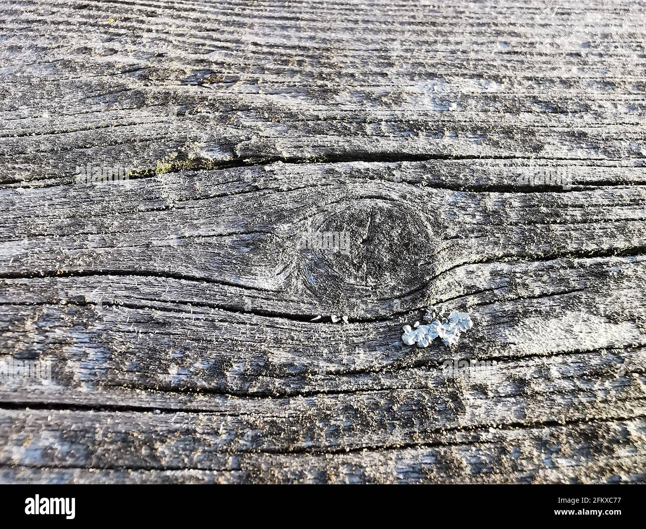 Closeup shot of a tree bark texture Stock Photo - Alamy
