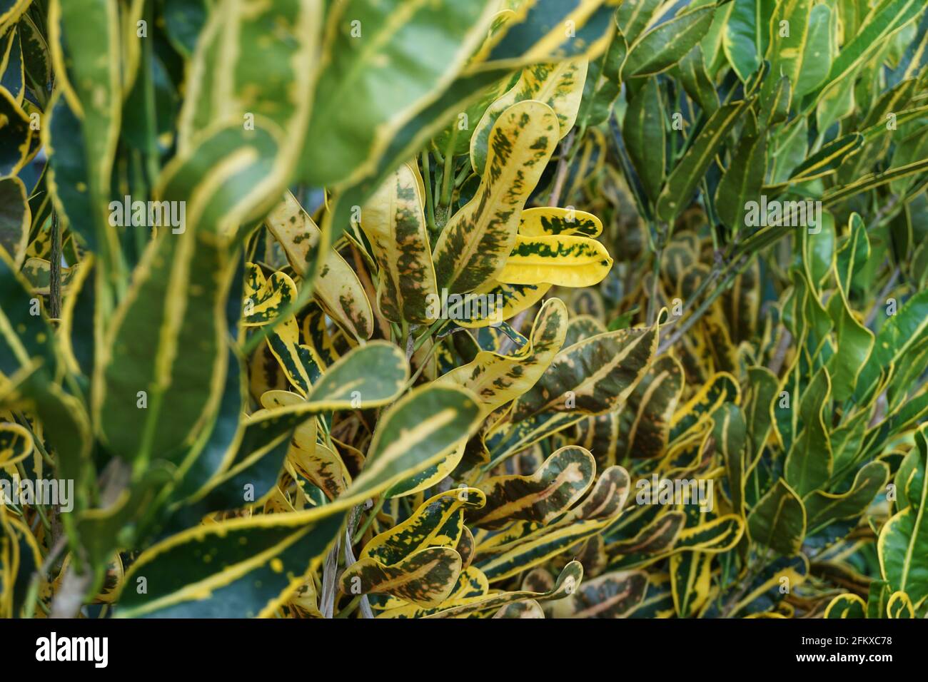 Codiaeum variegatum (Croton, Variegated Laurel, Garden Croton, Orange ...