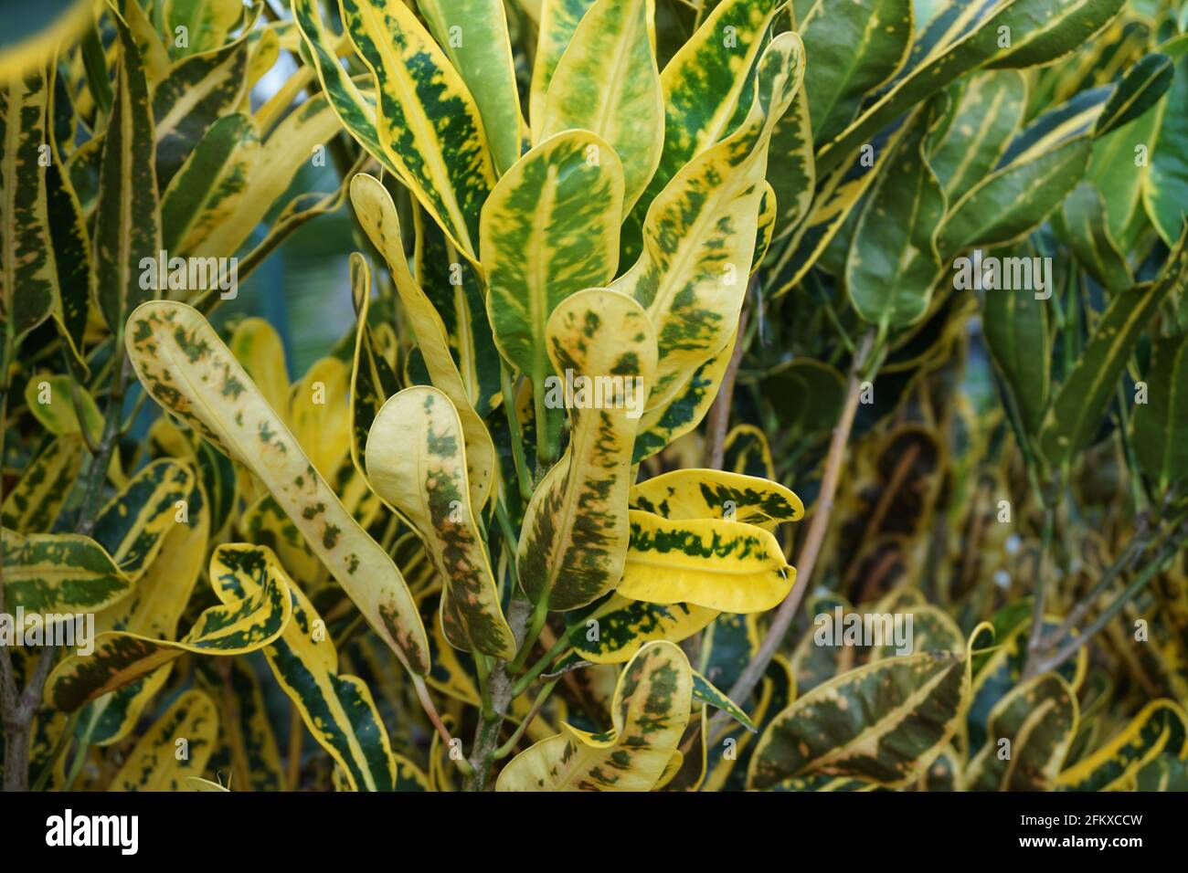 Codiaeum variegatum (Croton, Variegated Laurel, Garden Croton, Orange ...
