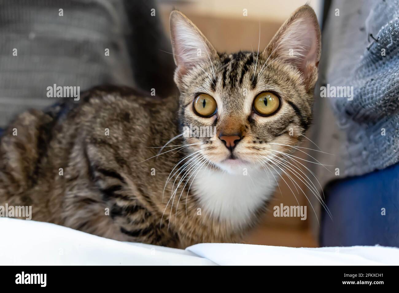 Closeup of a domestic short-haired cat Stock Photo - Alamy