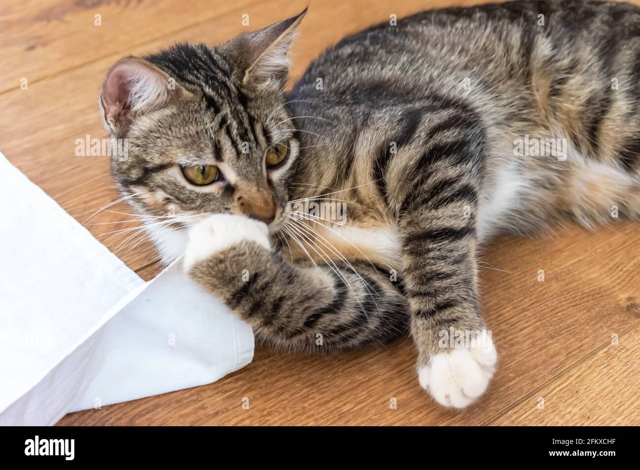 Domestic short-haired cat lying with a paw on the chin Stock Photo - Alamy
