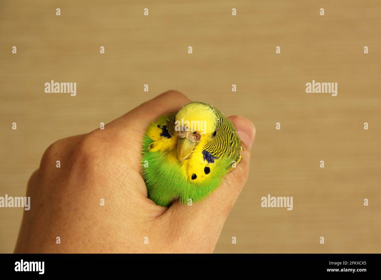 Beautiful wavy parrot in his hand. Bird in hand Stock Photo - Alamy