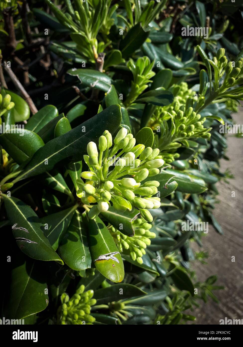 Australian laurel hi-res stock photography and images - Alamy