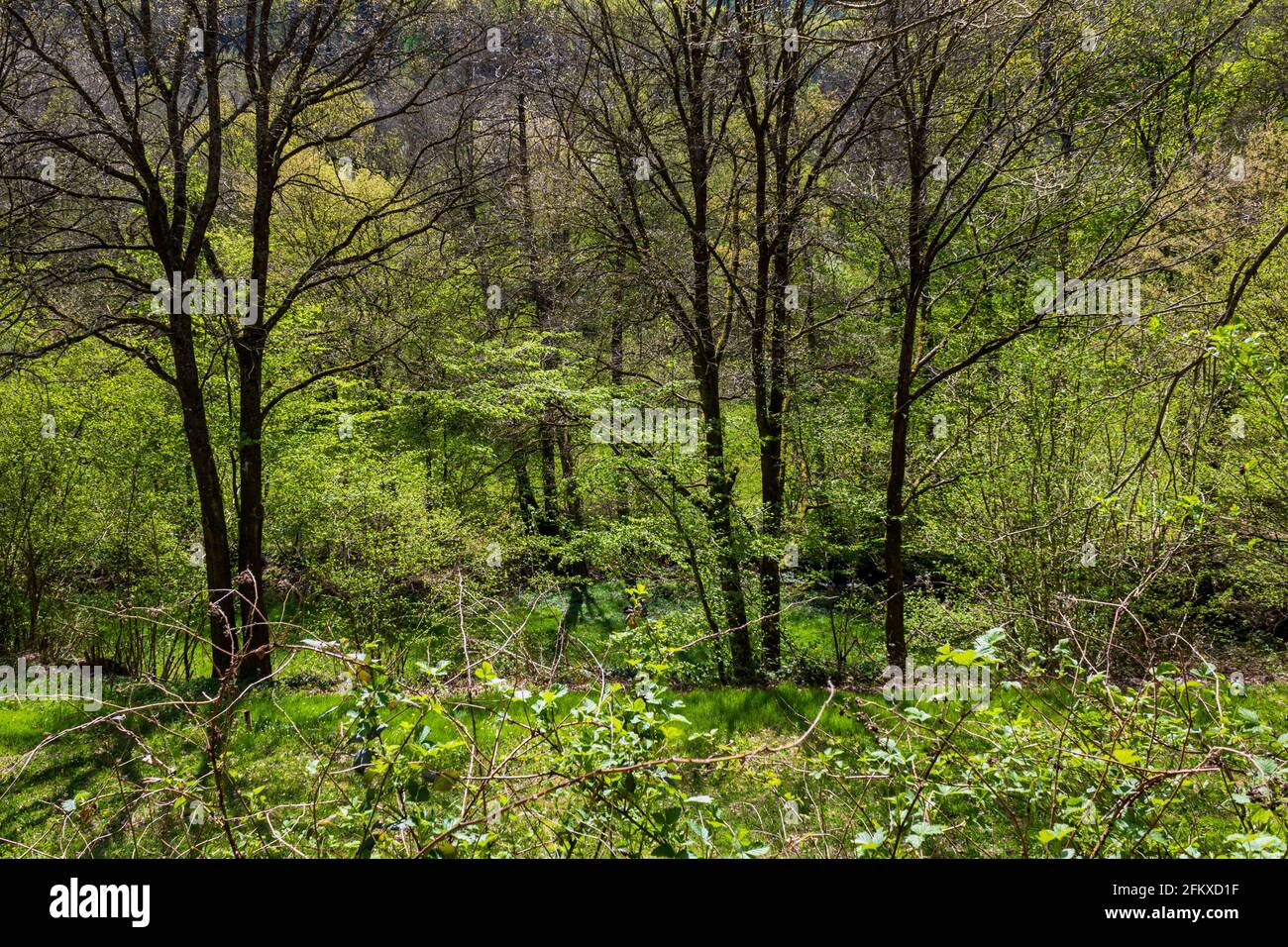 Sunny day in green forest, Weilbach, Germany Stock Photo - Alamy