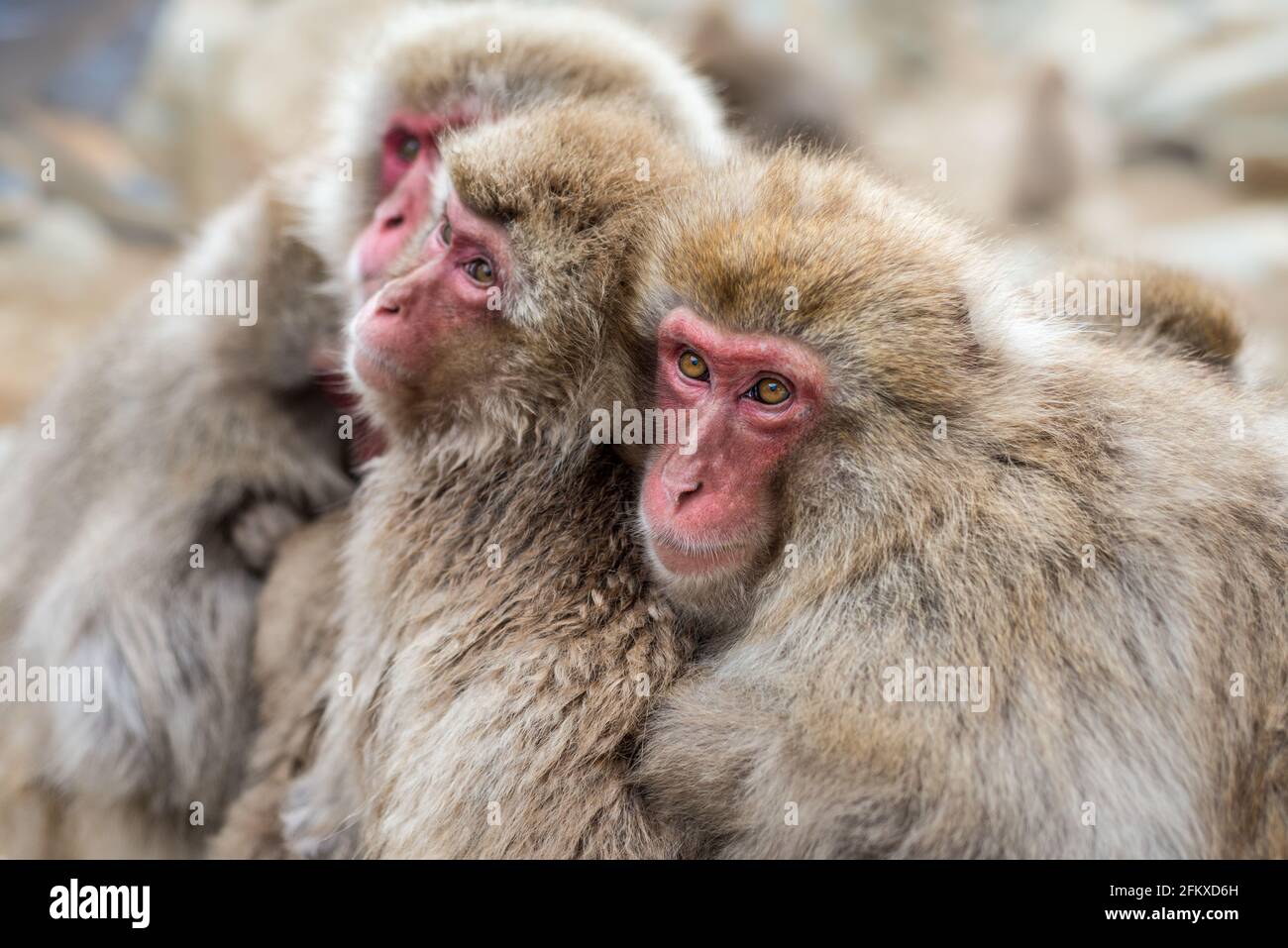 Japanese macaque japan hi-res stock photography and images - Alamy
