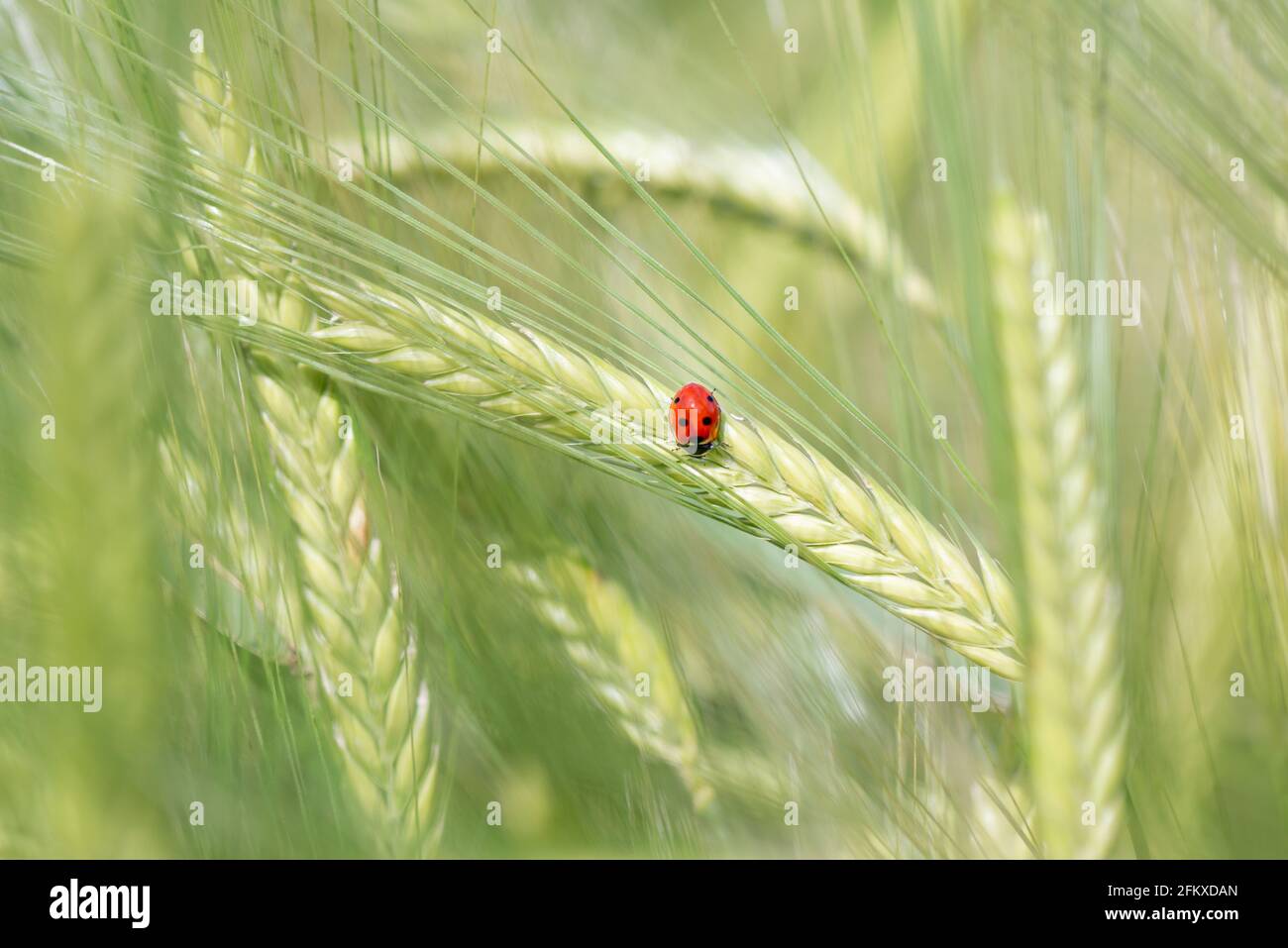 Ladybird on Barley Stock Photo - Alamy