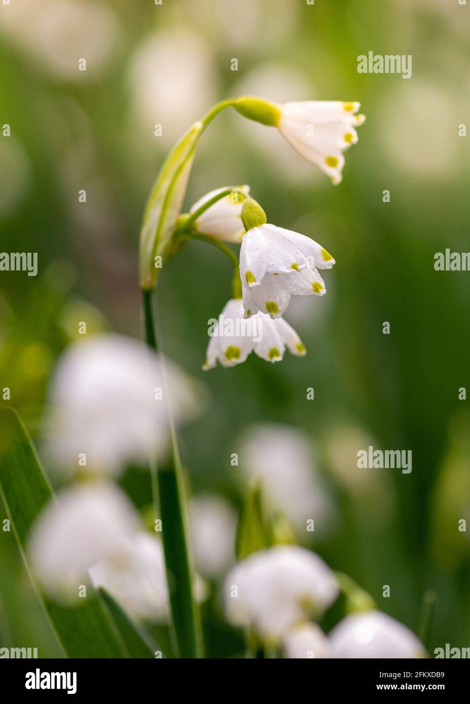 Summer Snowflake flowers Stock Photo - Alamy