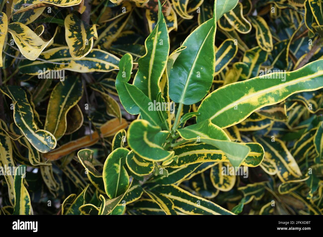 Codiaeum variegatum (Croton, Variegated Laurel, Garden Croton, Orange ...