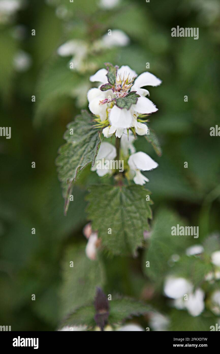 White dead-nettle (Lamium album) with white flowers in a verticillaster ...