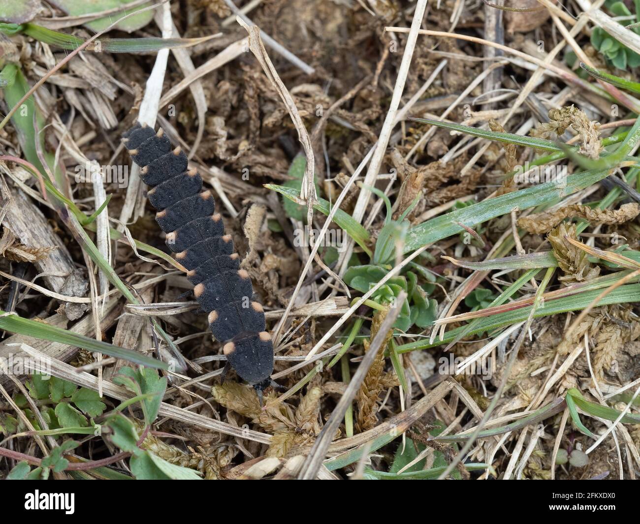 Close up of Glow Worm Larvae Stock Photo - Alamy
