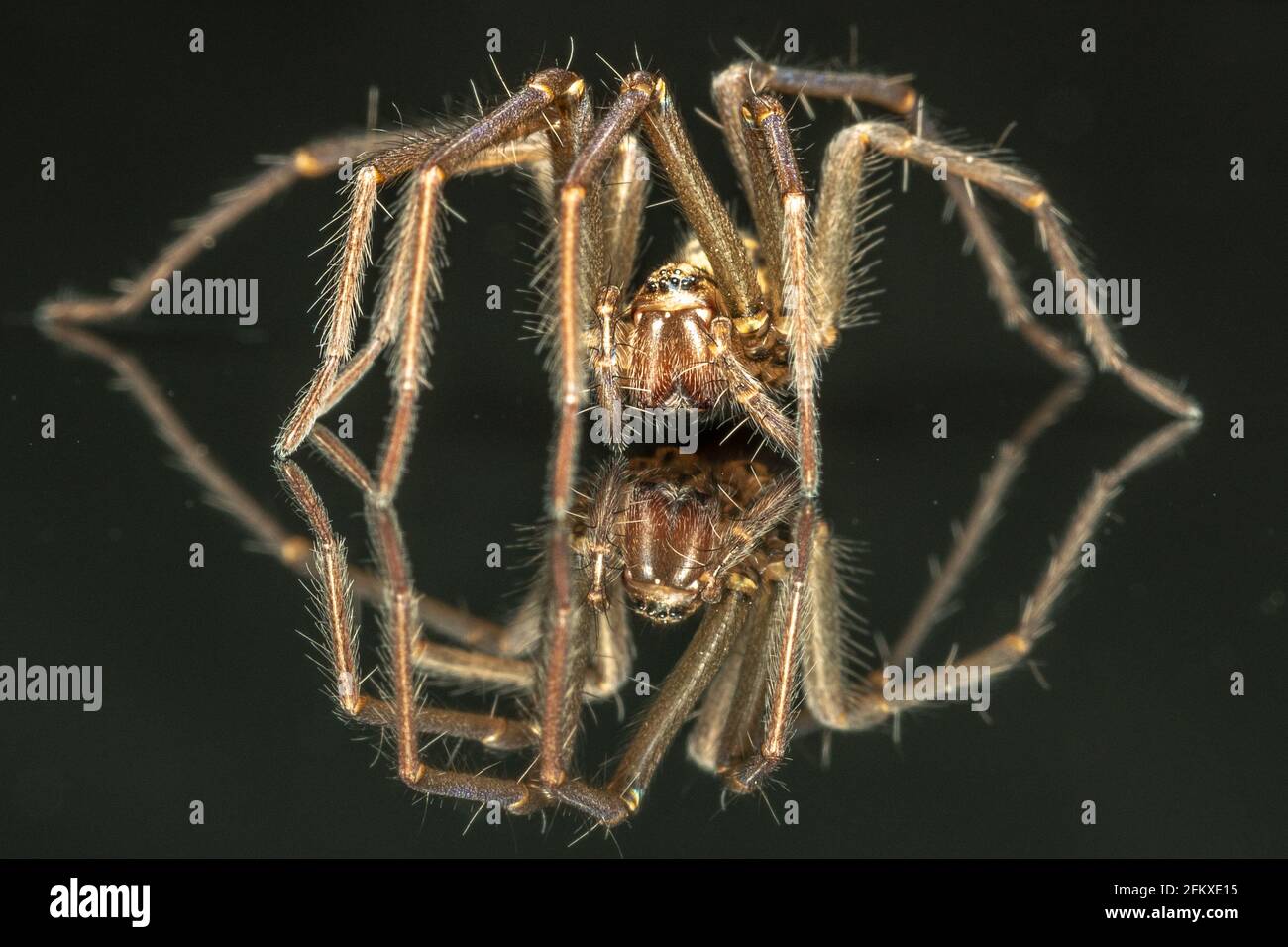Spider (Grass Spider Stock Photo - Alamy