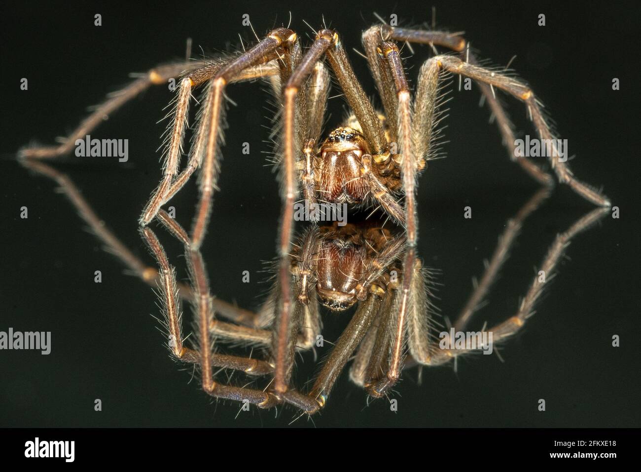 Spider fangs hi-res stock photography and images - Alamy