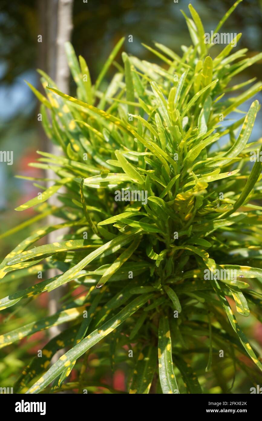 Codiaeum variegatum (Croton, Variegated Laurel, Garden Croton, Orange ...