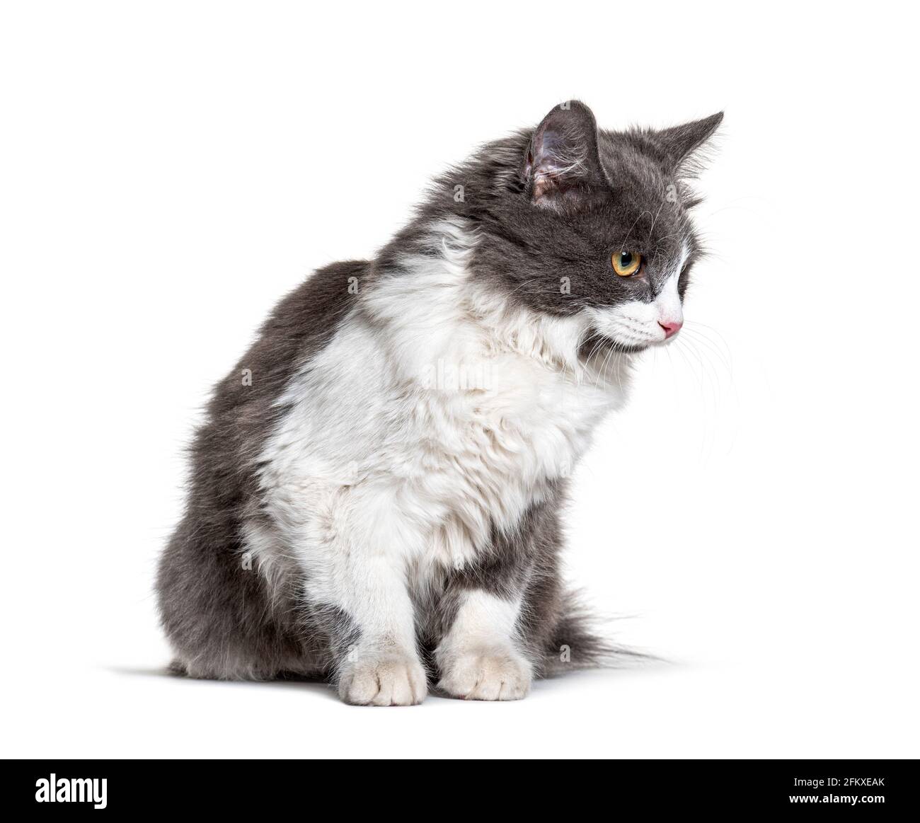 Kitten Crossbreed cat white and grey looking away Stock Photo - Alamy