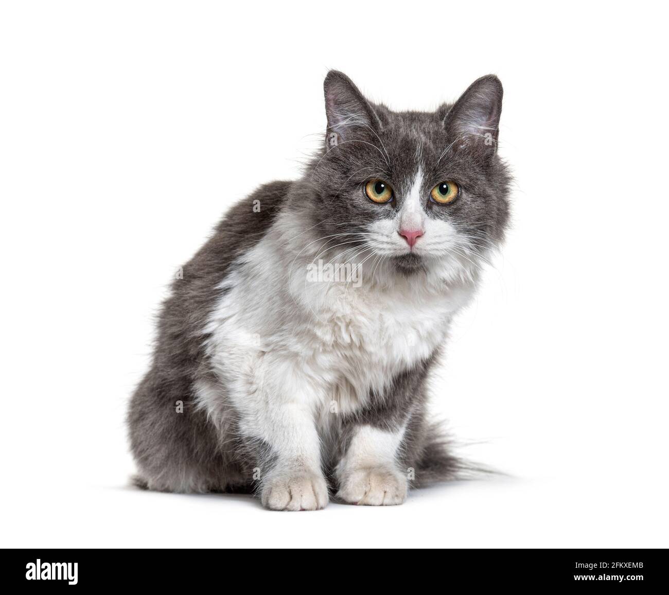 Kitten Crossbreed cat white and grey lloking at the camera Stock Photo ...