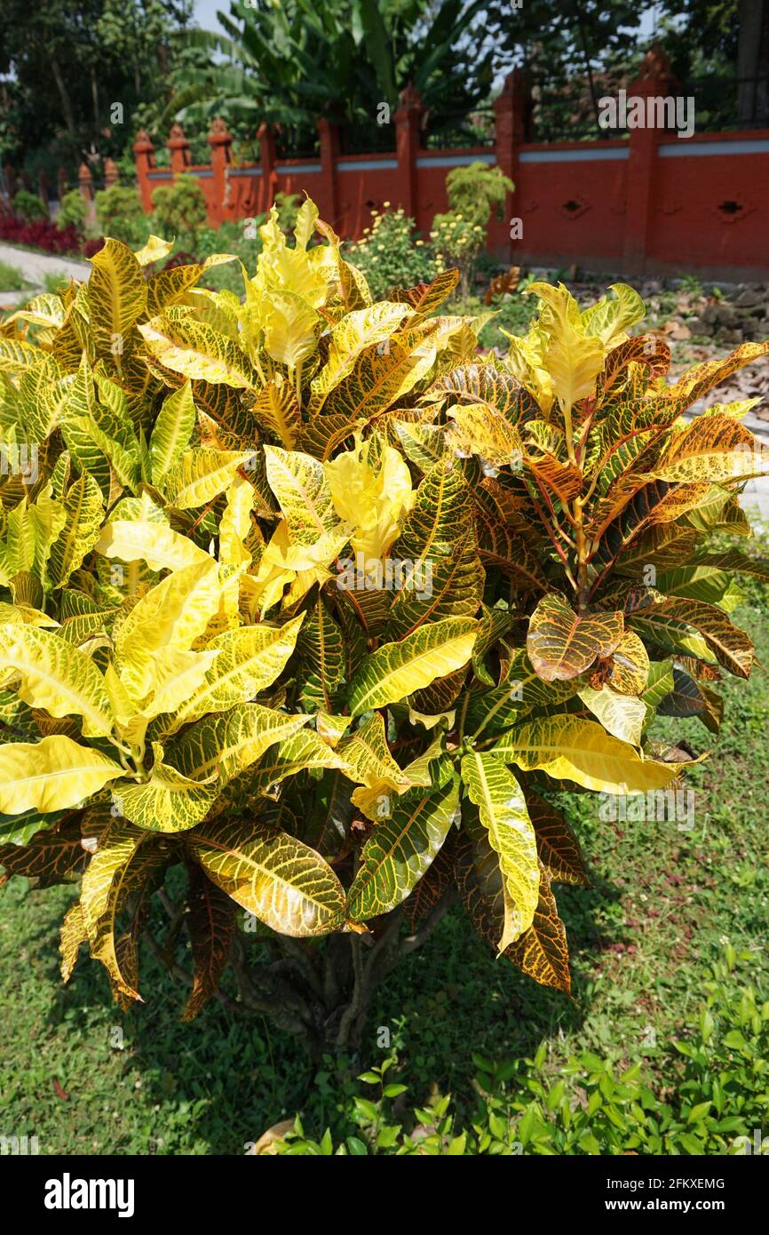 Codiaeum Variegatum Yellow
