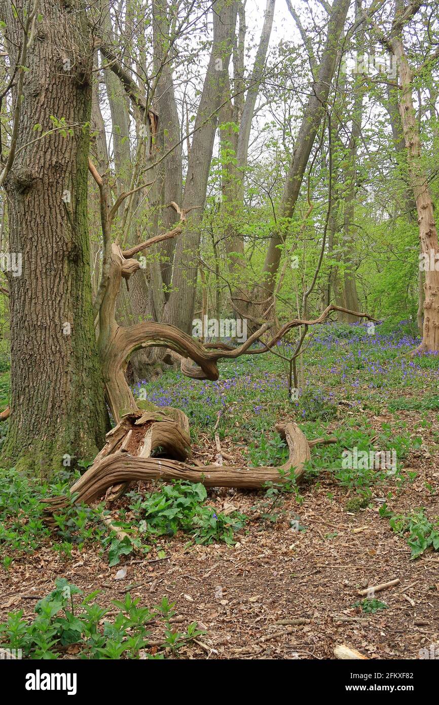 Trees and bluebells in a woodland landscape Stock Photo - Alamy
