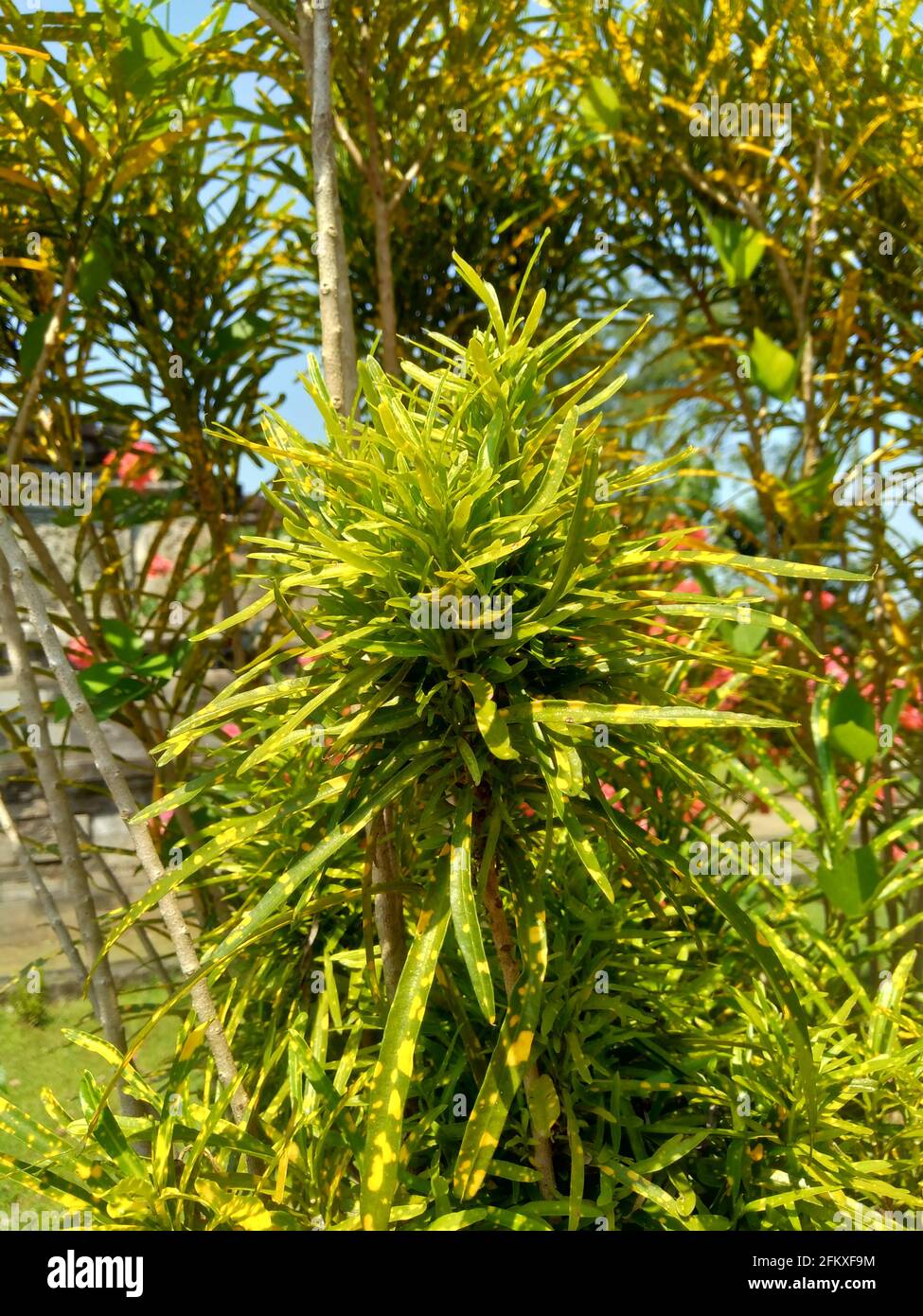 Codiaeum variegatum (Croton, Variegated Laurel, Garden Croton, Orange ...