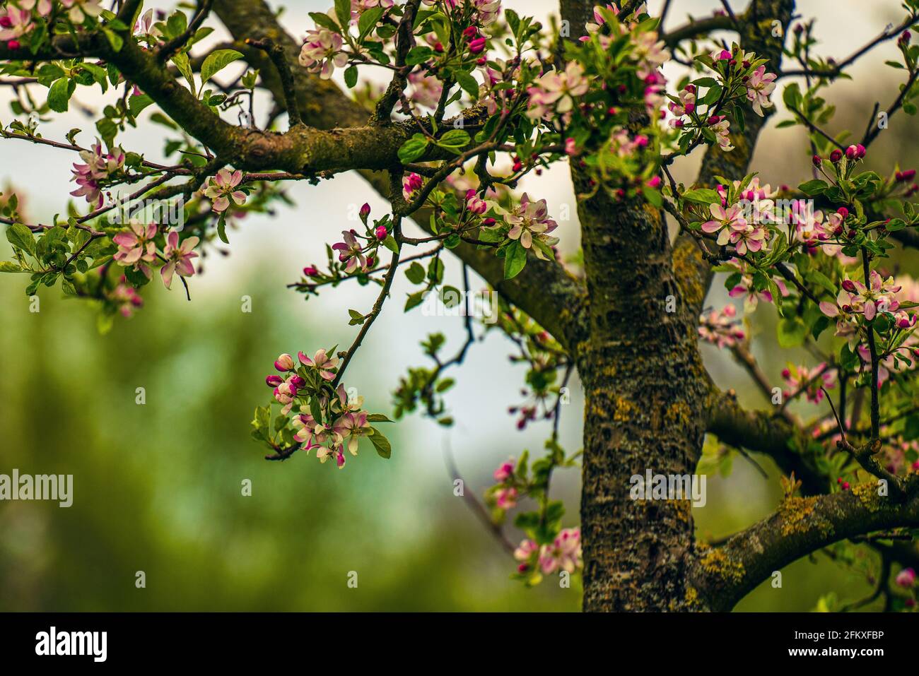 Colorful apple tree hi-res stock photography and images - Alamy