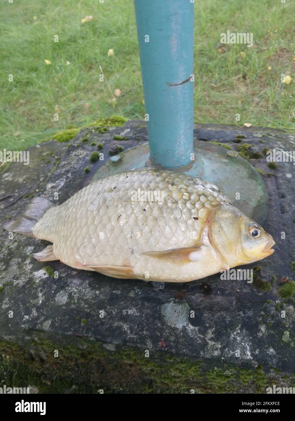 Dead carp fish on the ground next to a post Stock Photo - Alamy