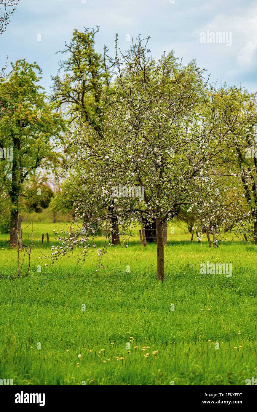 Old apple trees in the orchard Stock Photo - Alamy