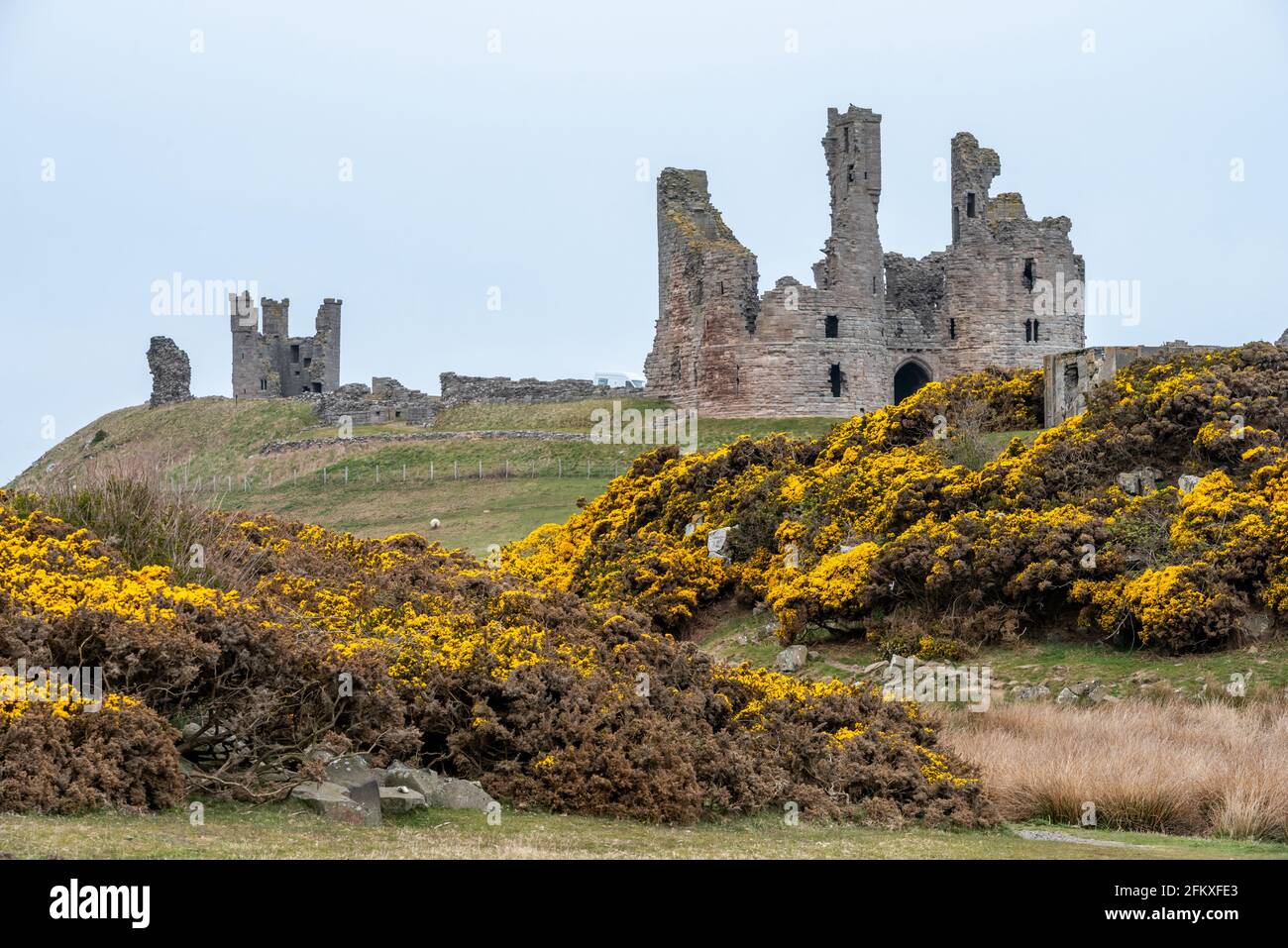 Craster, April 26th 2021: Walkers near the ancient Dunstanburgh Castle ...