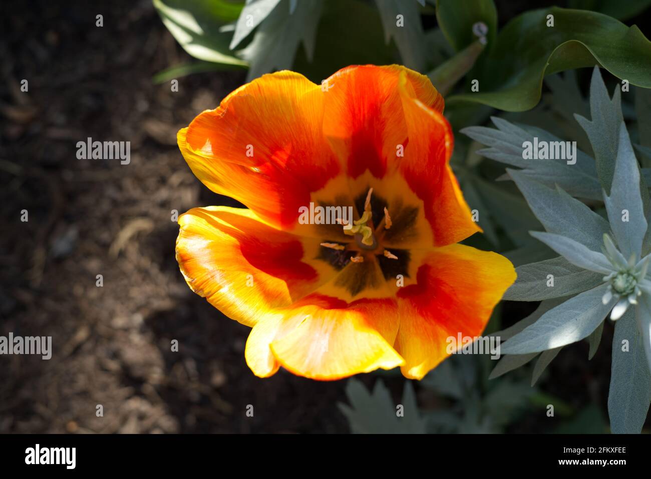 Top view shot of an orange tulip growing in a garden Stock Photo - Alamy