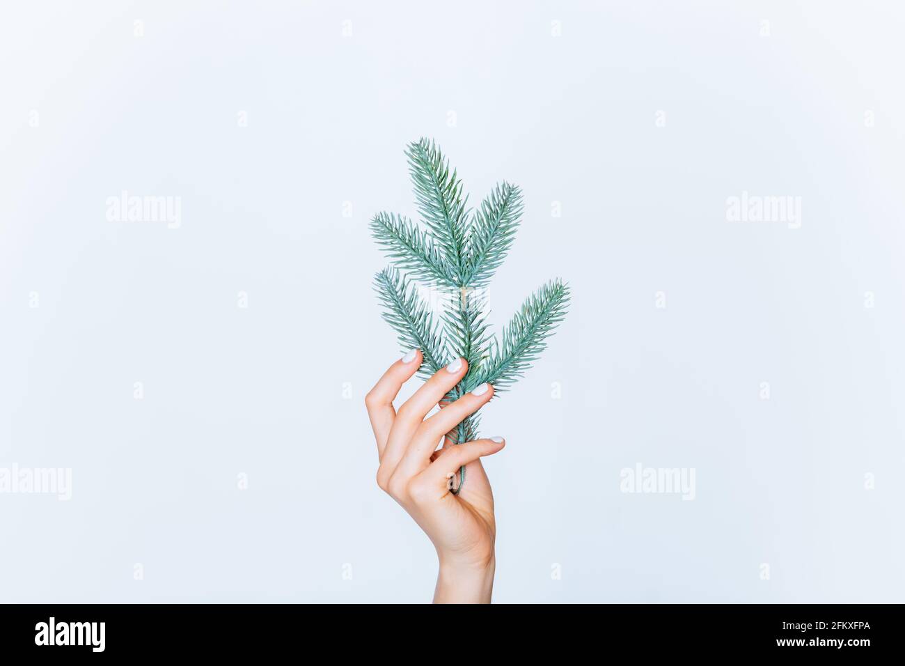 Woman hand holding branch of christmas tree on white background Stock ...